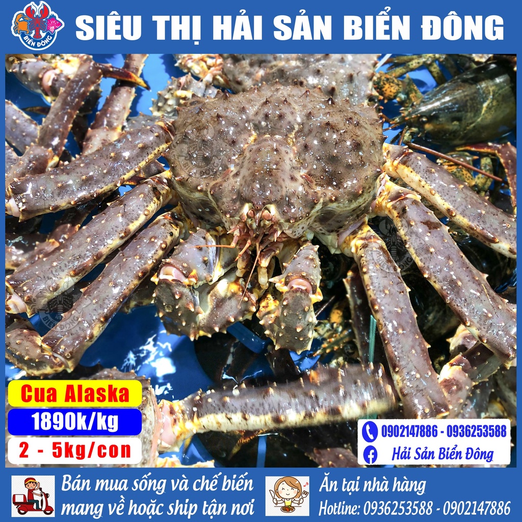 CUA ALASKA sống đang bơi size 2-5 kg/con có hỗ trợ sơ chế, sản phẩm của ...