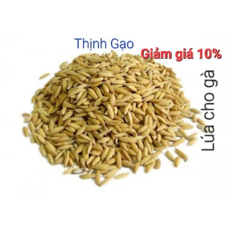 Lúa cho gà, chim - 1Kg | Shopee Việt Nam