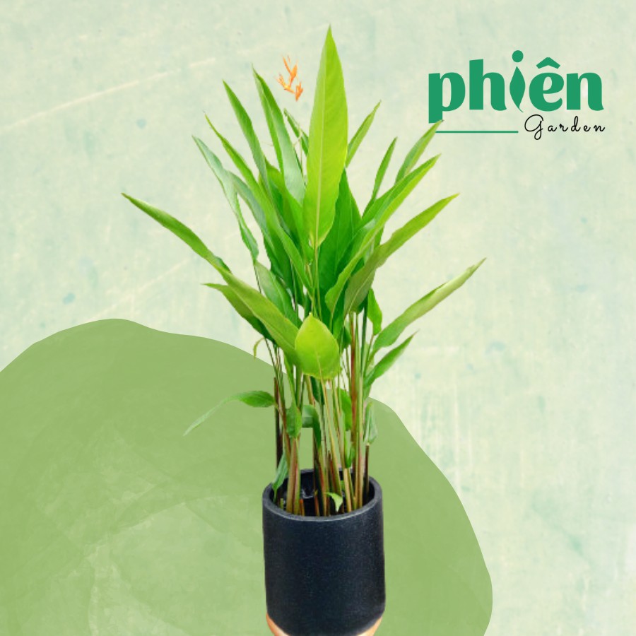 Cây Thiên Điểu Cao 1M Nội Thất Decor Nhà Cửa, Văn Phòng Cây Luôn Có Hoa ...