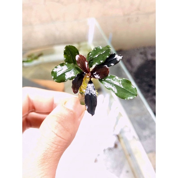 Bucephalandra black swan (thiên nga đen) | Shopee Việt Nam