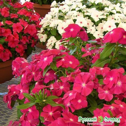 20 HẠT GIỐNG HOA DỪA CẠN | Shopee Việt Nam