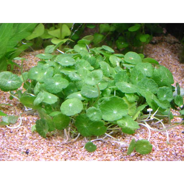 RAU MÁ DÙ - SEN DÙ (15 nhánh) | Shopee Việt Nam