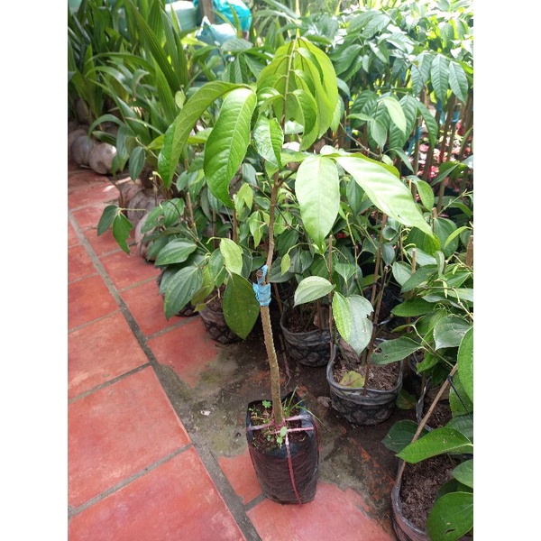 cây giống bòn bon | Shopee Việt Nam