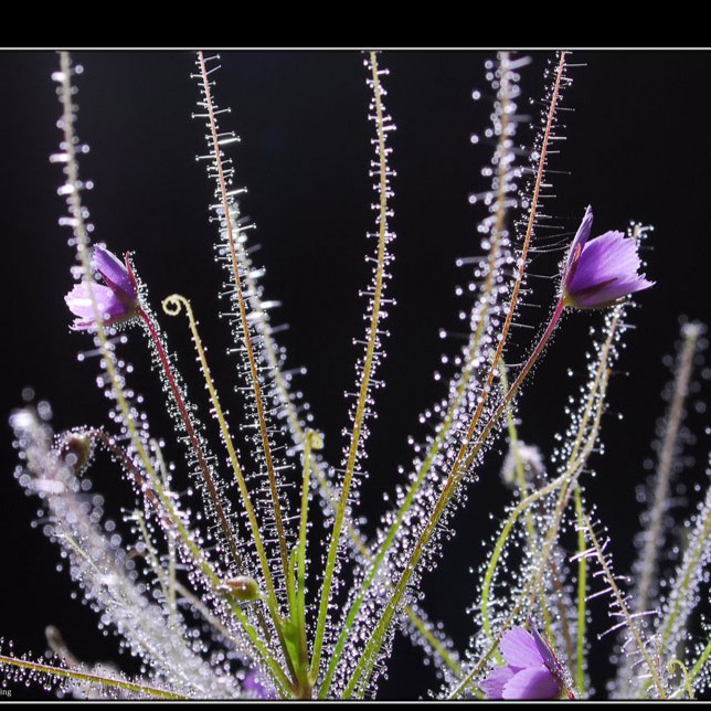 Bộ gieo hạt Giống Cây Gọng Vó Drosera Byblis liniflora cỏ cầu vồng ...