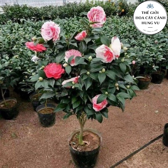 Cây hoa trà my cao 40-50cm đang hoa Ảnh thật số 2]. | Shopee Việt Nam