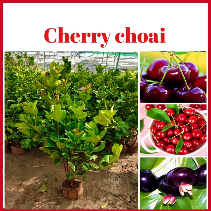 Cây cherry choai cao khoảng 1 mét tán rộng xum xuê (ảnh thật hình cuối ...
