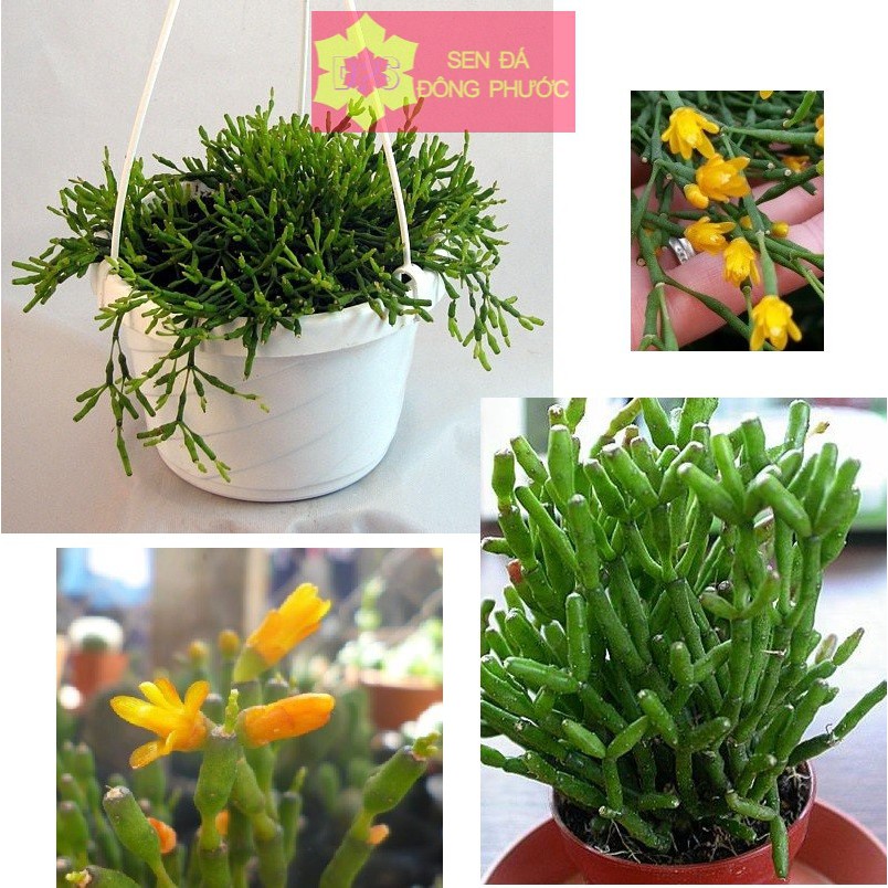 Sen đá san hô xanh hay sen đá đốt trúc Size bầu - Sen Đá xương rồng cây ...