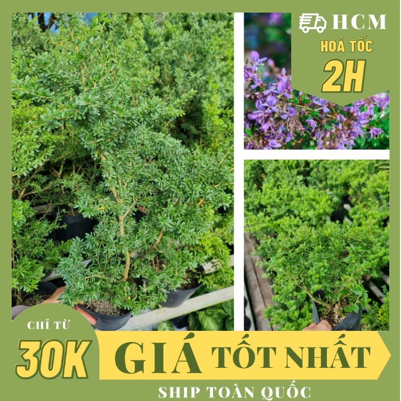 CHẬU MỀM_CÂY LINH SAM 86 HOA TÍM(1 gốc thô) ,(cao 20-40cm), cây cảnh ...