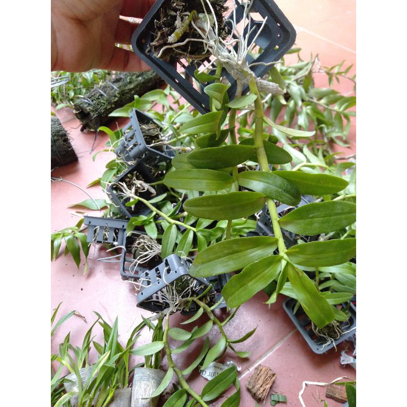 hoa phong lan phi điệp trắng gieo hạt+ 700g phân thỏ hữu cơ | Shopee ...