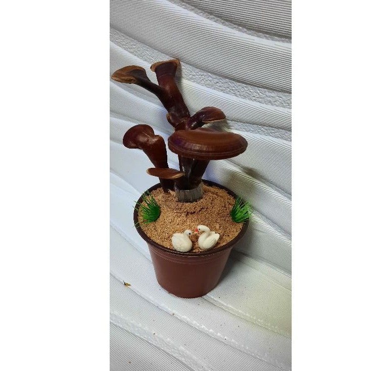 Cây Linh Chi (dáng bonsai) | Shopee Việt Nam