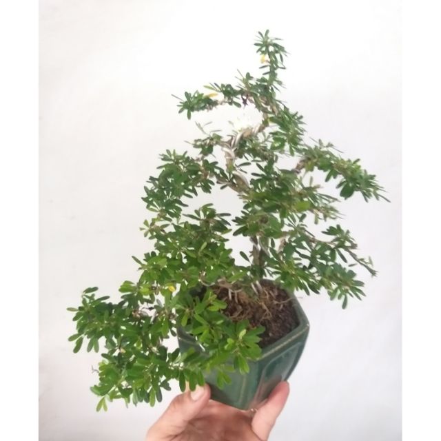 Cây Linh sam bonsai mini | Shopee Việt Nam