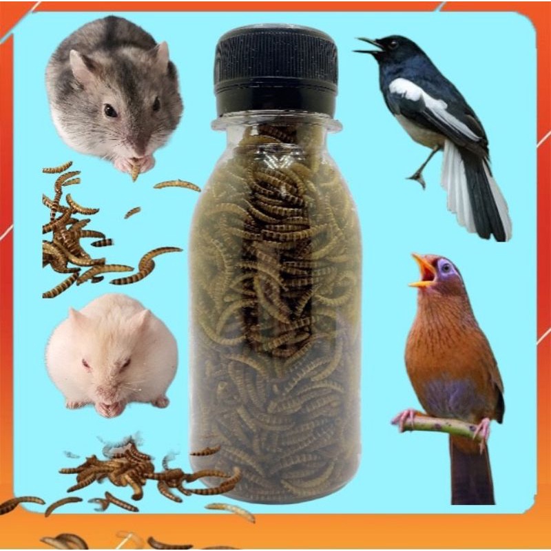 Sâu sấy khô thức ăn cho Hamster, Chim, Cá cảnh ( Sâu Gạo, Sâu Canxi ...