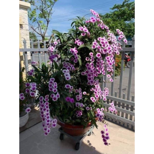 Denro mini | Shopee Việt Nam