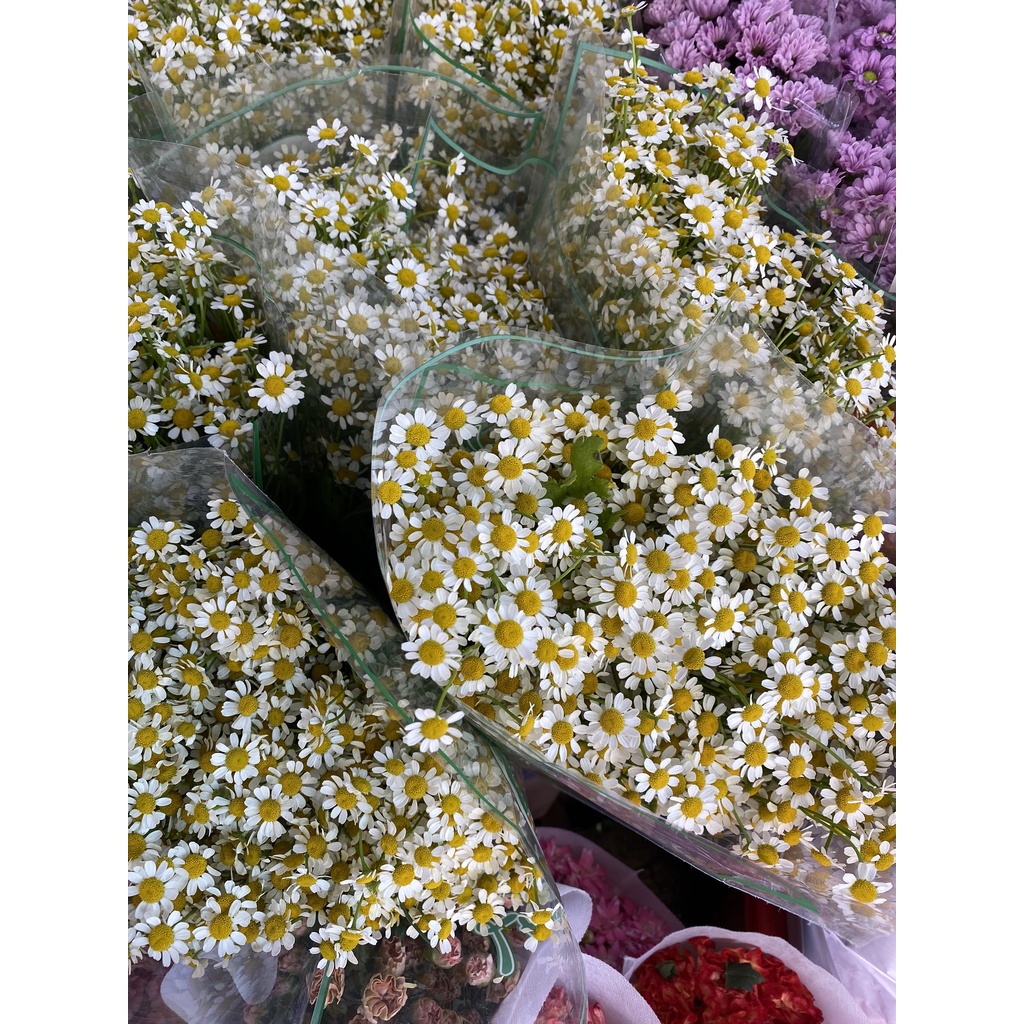 Hoa cúc Tana Hoa tươi (ship hỏa tốc)| May Petals | Shopee Việt Nam