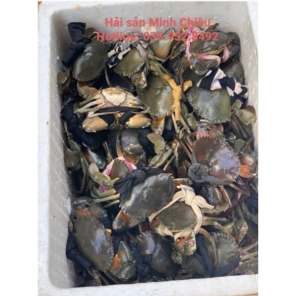 Cua Cà Mau | Shopee Việt Nam