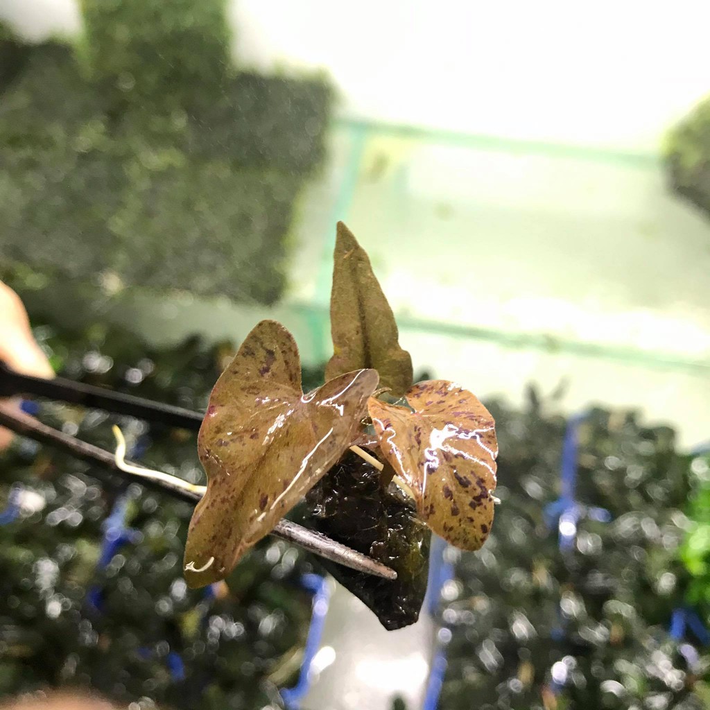 Cây Sen Tiger [ CÂY THỦY SINH ] | Shopee Việt Nam