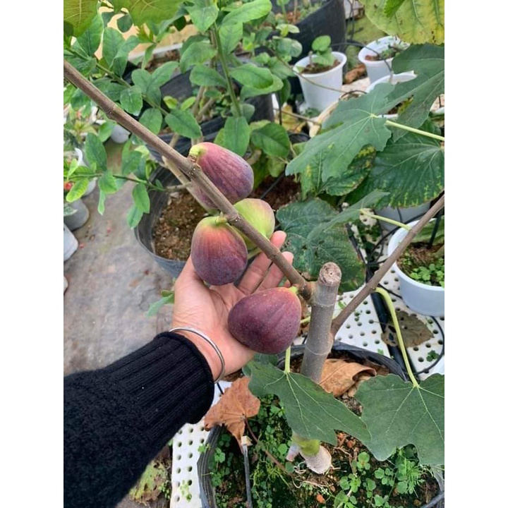 Cây giống sung Mỹ Black Genoa Fig Tree - quả có màu xanh đậm và tím đỏ ...
