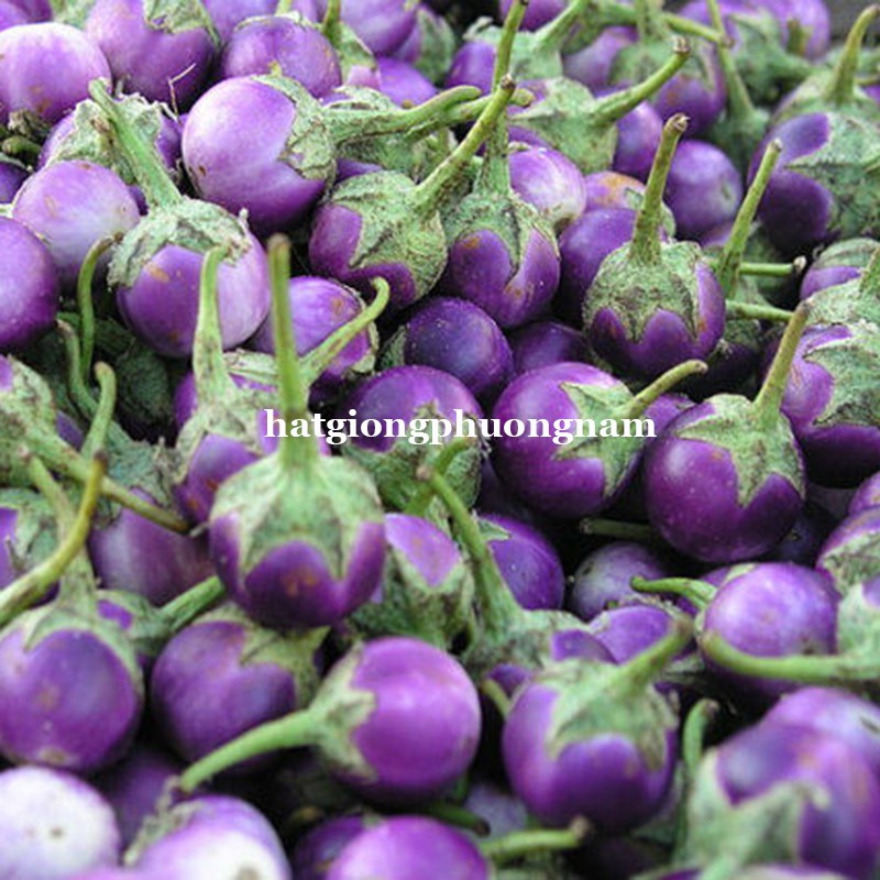 1GR - HẠT GIỐNG CÀ PHÁO TÍM | Shopee Việt Nam