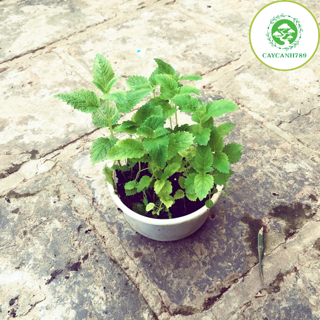 Cây Bạc hà chanh sả Lamon Balm cây gia vị âu (ảnh thật) | Shopee Việt Nam