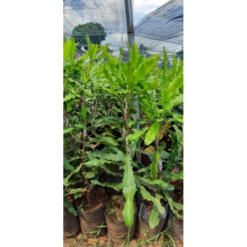 cây giống macca ghép freeship Extra + | Shopee Việt Nam