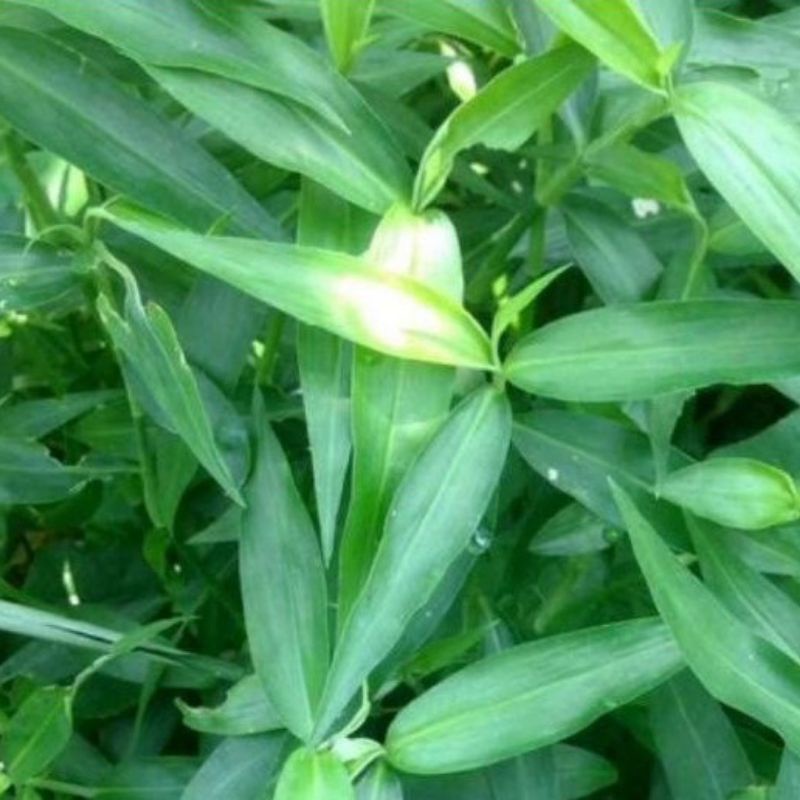 1KG Thài Lài ( Rau Trai ) Khô | Shopee Việt Nam