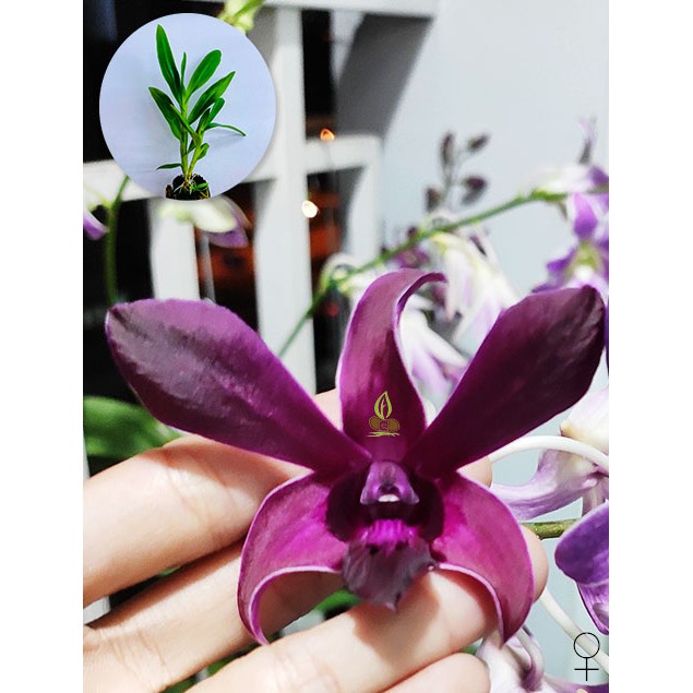Cây giống lan Dendro Big red lai (mã TDD) | Shopee Việt Nam