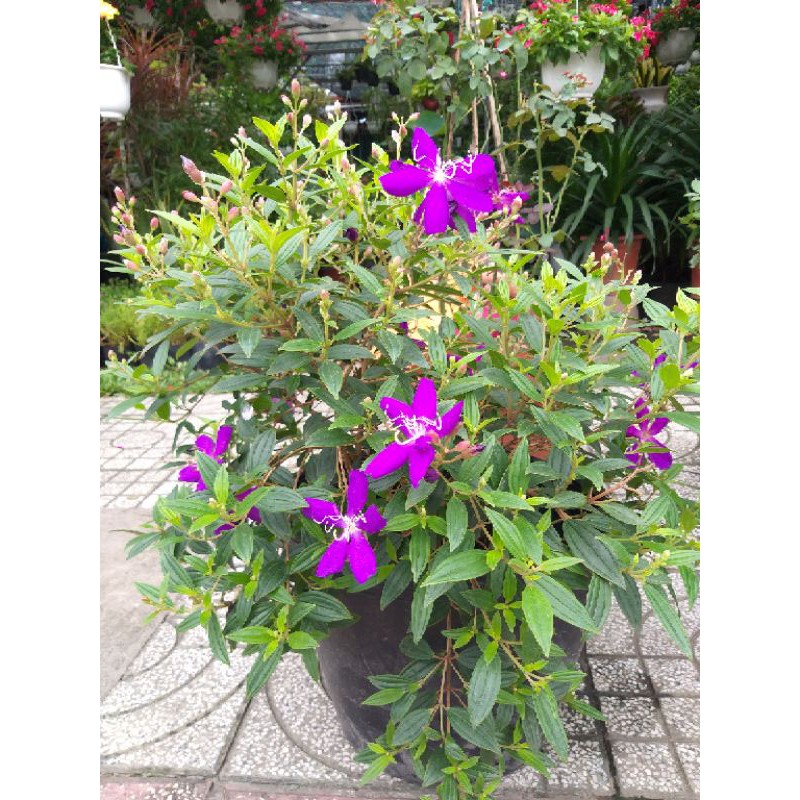 Hoa Sim tím | Shopee Việt Nam