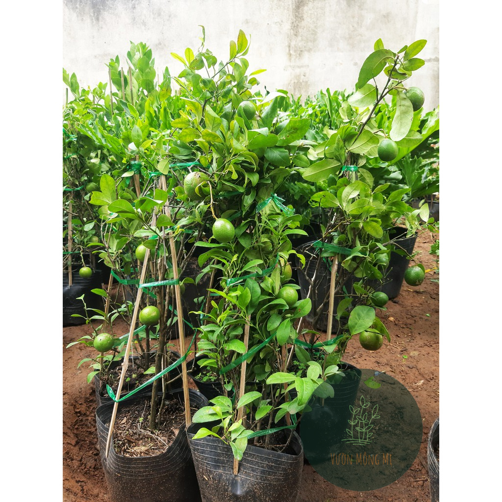 Cây chanh ta 50-60cm trái nhỏ (chỉ giao hỏa tốc HCM) | Shopee Việt Nam