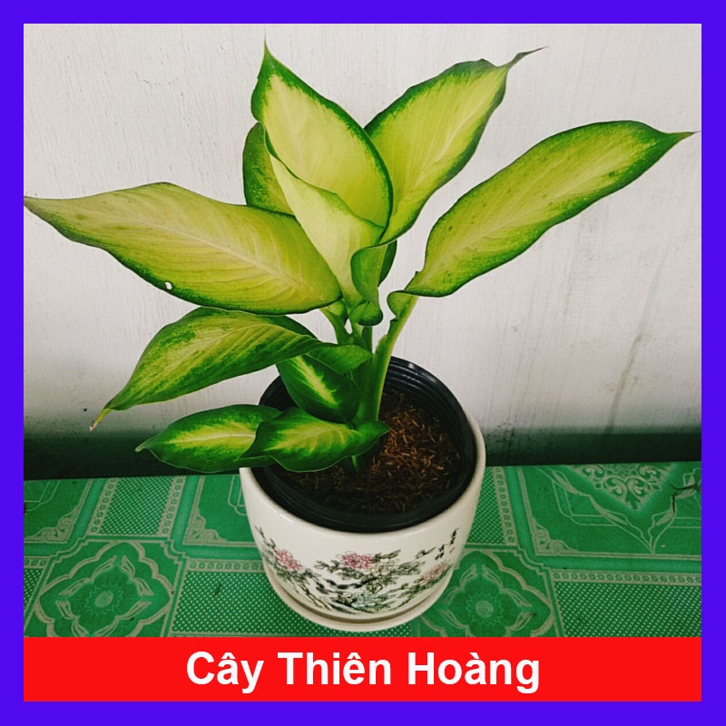 Cây Thiên Hoàng - cây cảnh để bàn | Shopee Việt Nam