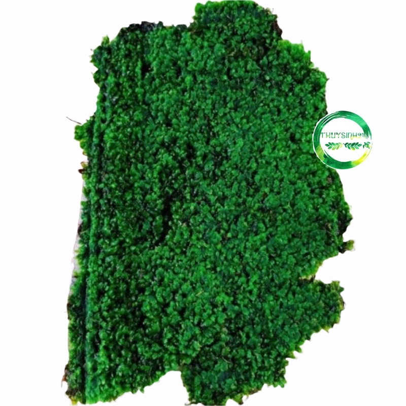 Rêu minifiss lá nước thủy sinh (không đặt chung với hàng nặng) (hộp 5-6 ...