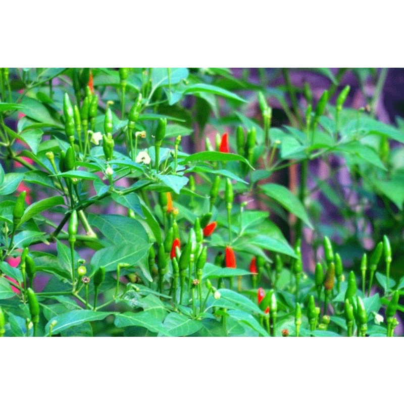 Trái Ớt bay ( ớt chim) - 50g | Shopee Việt Nam