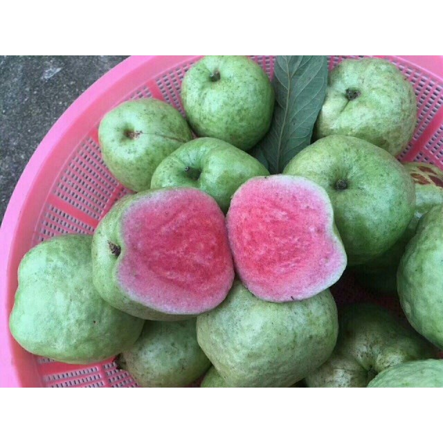 ổi ruby đang trái cây cao hơn 1m | Shopee Việt Nam