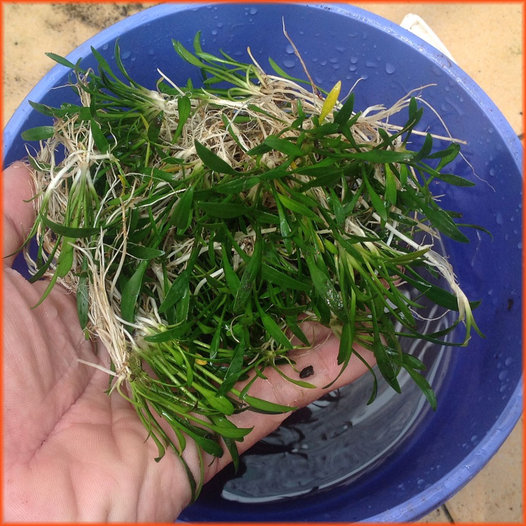 Combo 10 cây tiêu thảo parva mini - Cây thủy sinh | Shopee Việt Nam