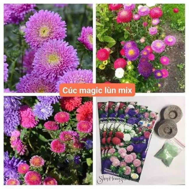 HẠT GIỐNG CÚC MAGIC LÙN MIX | Shopee Việt Nam