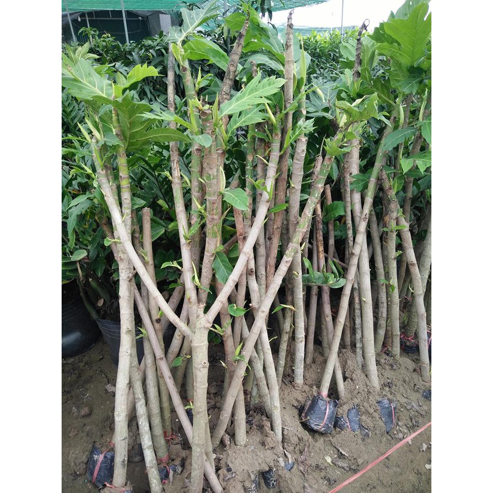 Cây Giống Sake | Shopee Việt Nam