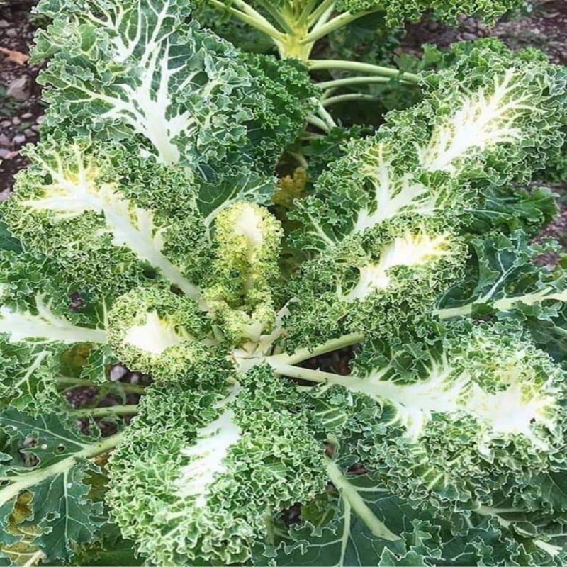 Hạt giống cải kale thuỷ tinh Casper Mỹ f1 siêu lá | Shopee Việt Nam