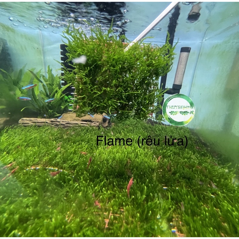 Rêu thuỷ sinh mini taiwan | Pelia | weeping Sin | us fiss | flame ...