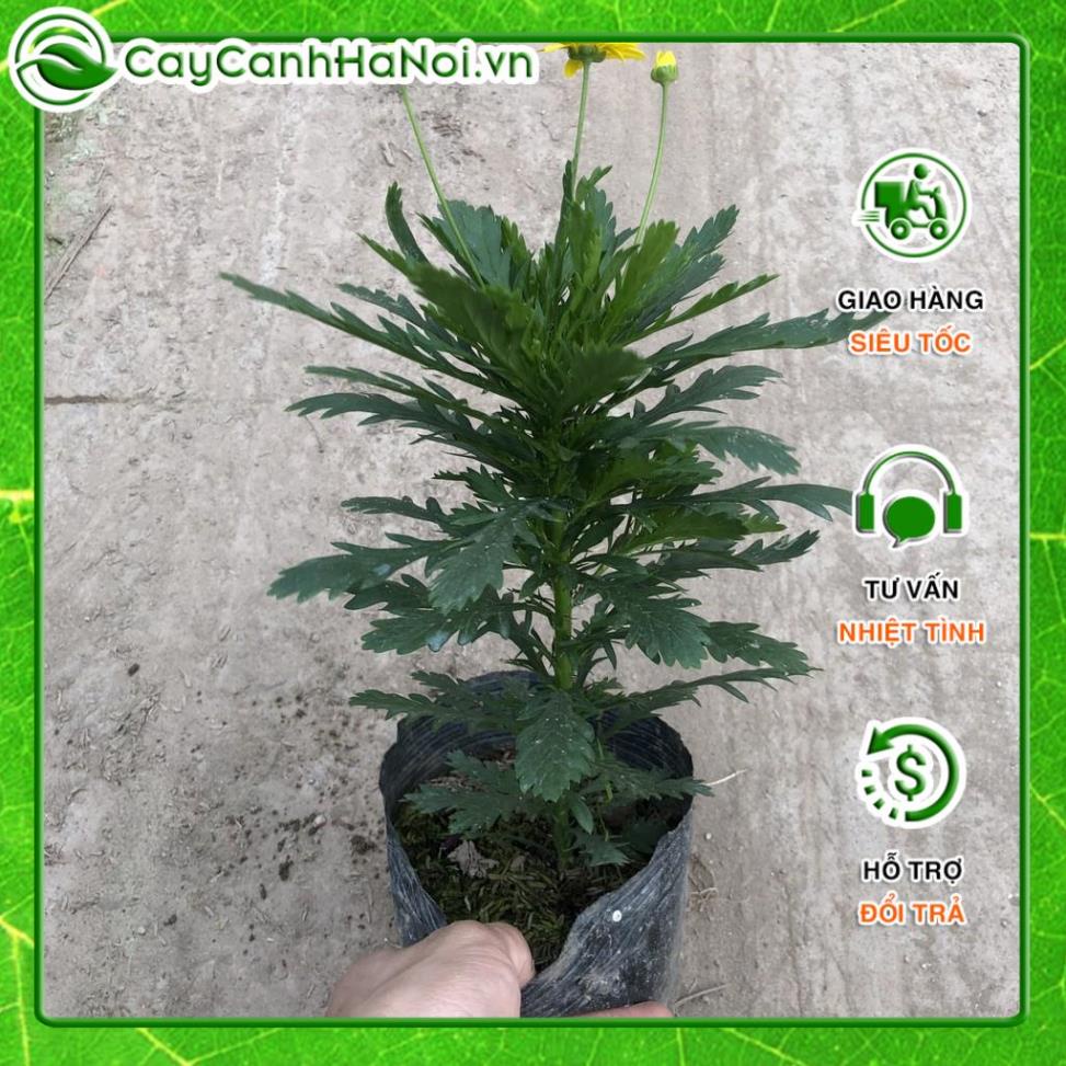 Cây cúc gỗ thân tree, chiều cao 20-25cm thân thẳng lá dày hoa nở rộ dễ ...
