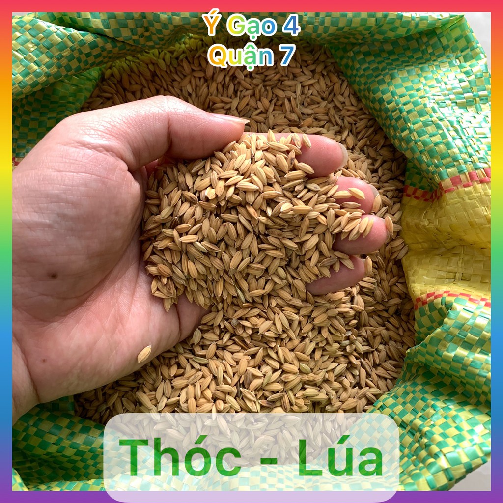 Thóc / Lúa/ Thức ăn cho gà vịt chim cung cấp tốt dinh dưỡng và sức khỏe ...