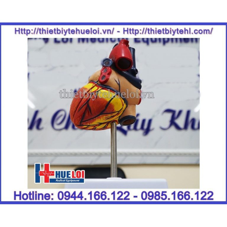 Mô hình tim người | Shopee Việt Nam