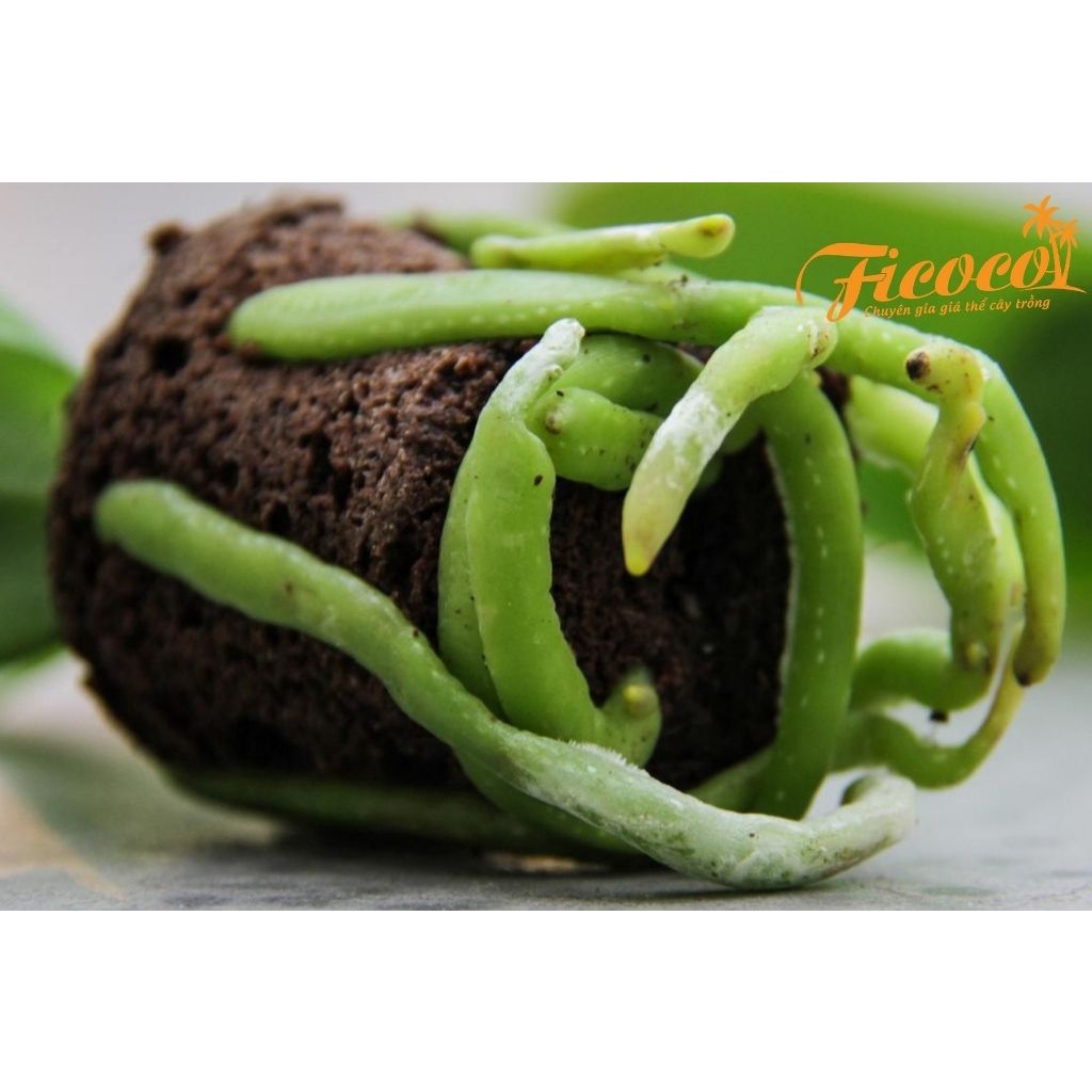 FICOCO - VIÊN MÚT HỮU CƠ ƯƠM KEI 1 VIÊN | Shopee Việt Nam