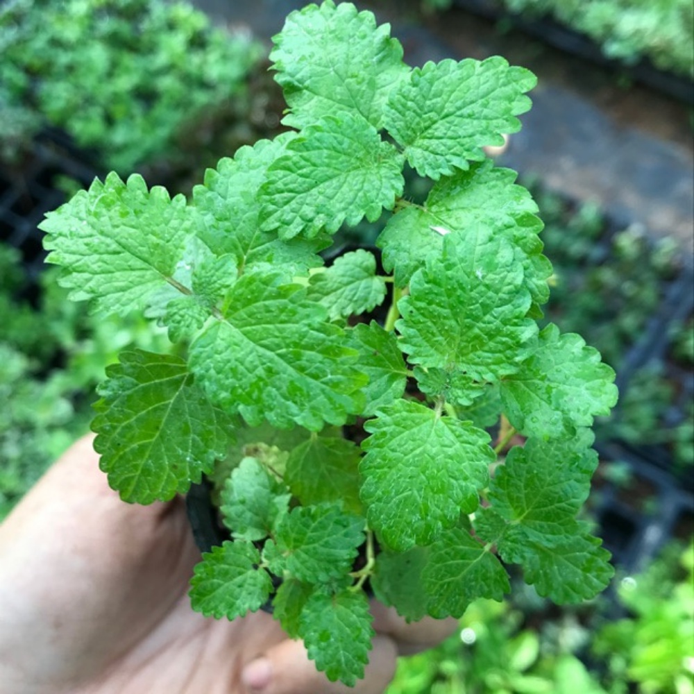 Hạt Giống Bạc Hà Chanh Lemon Balm 601 Rạng Đông - Gói 1g (HRD-076 ...