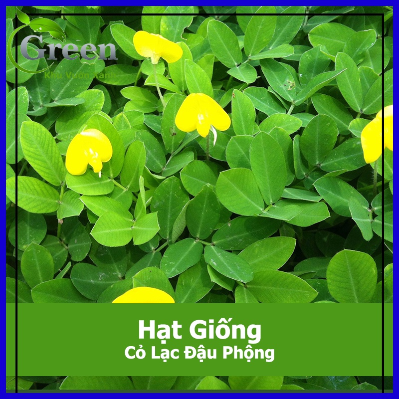 Hạt Giống Cỏ Lạc Đậu Phộng | Shopee Việt Nam