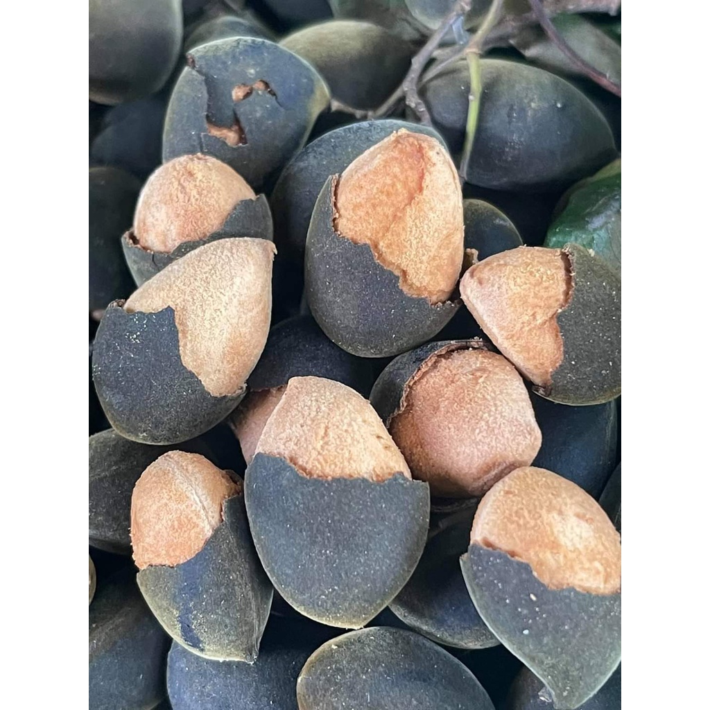 Say Nhung Rừng (1kg) quả to bột nhiều, ít hư | Shopee Việt Nam