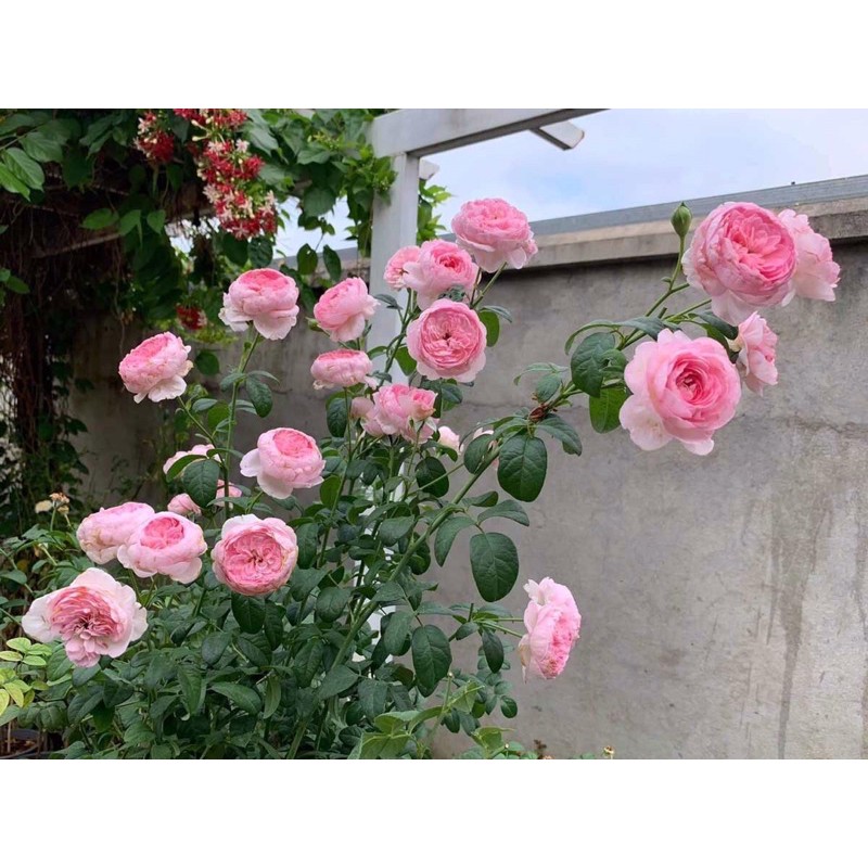 cây hoa Hồng Mon Coeur Rose( Cao 50cm trở lên) | Shopee Việt Nam