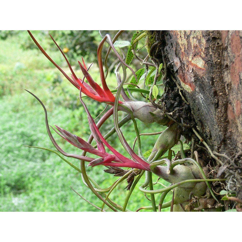 Cây không khí bulbosa(nhân sâm) hybrid | Shopee Việt Nam