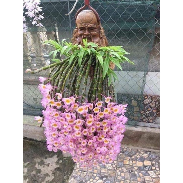 Hoa lan Long tu Chơi Tết 1 khóm) | Shopee Việt Nam