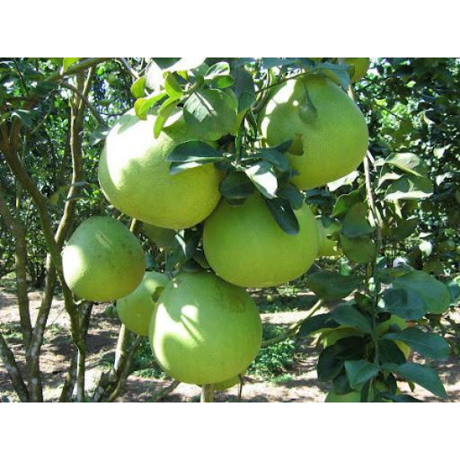 Cây giống Bưởi năm roi [ 5 roi - Giống Ghép siêu sớm trái) | Shopee ...