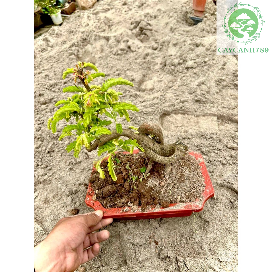 cây me bonsai mini cao 30 cm. | Shopee Việt Nam