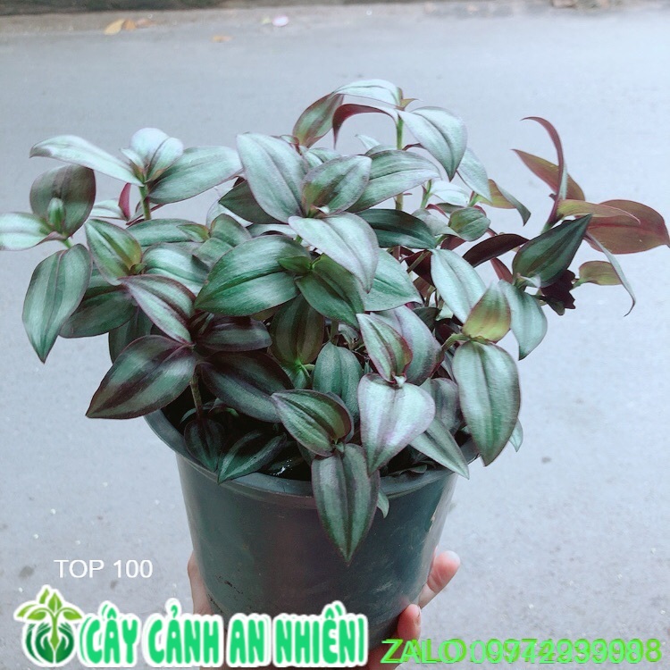 Cây Thài Lài Tím | Shopee Việt Nam